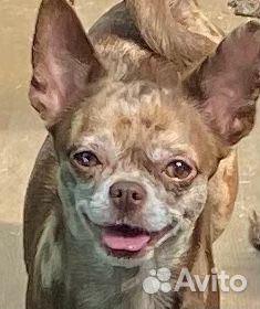 Василиса- взрослая мраморная девочка чихуахуа