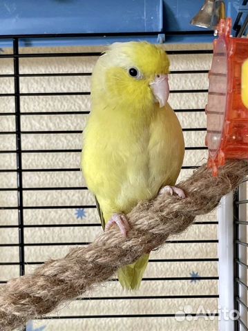 Воробьиный попугай самка 6 мес