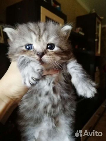 Кошки