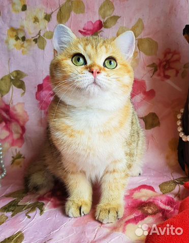 Великолепный плюшевый золотой котик)