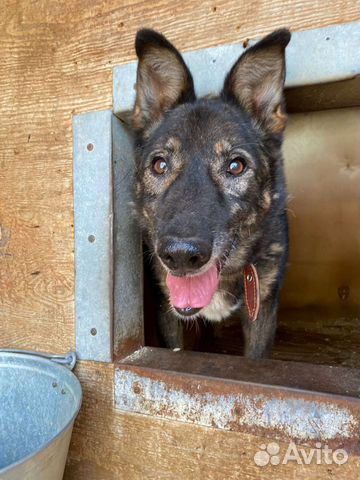 Блюз без зубов, приют-смерть