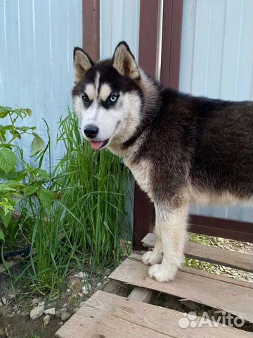 Сибирский хаски в дар