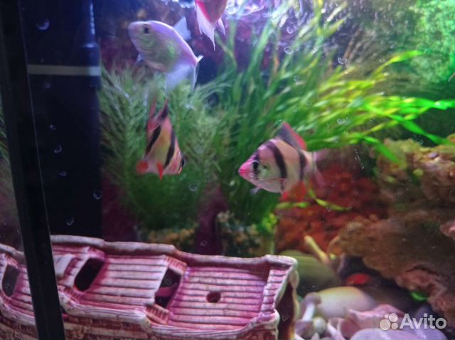 Аквариумные рыбки - 2 активных барбуса
