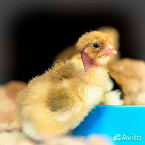 Голошейки цыплята гриз бар мастер грей