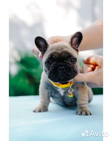 Очаровательная малышка француженка