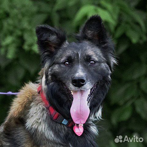 Собака Мелисса ищет дом