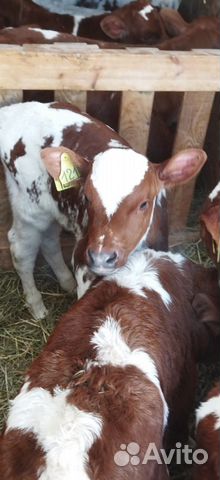 Телята бычки тёлки доставка бесплатная