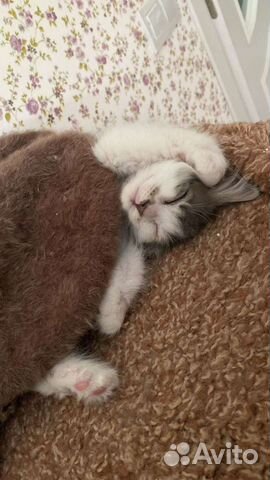Котята бесплатно