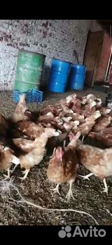 Куры несушки оптом
