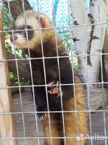 Хорек мальчик