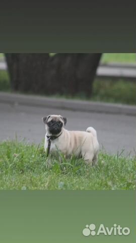 Щенок мопса