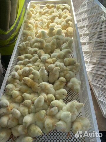 Цыплята бройлеры суточные росс. 308