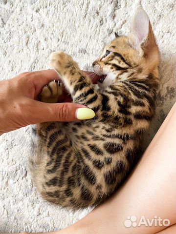 Бенгальские котята