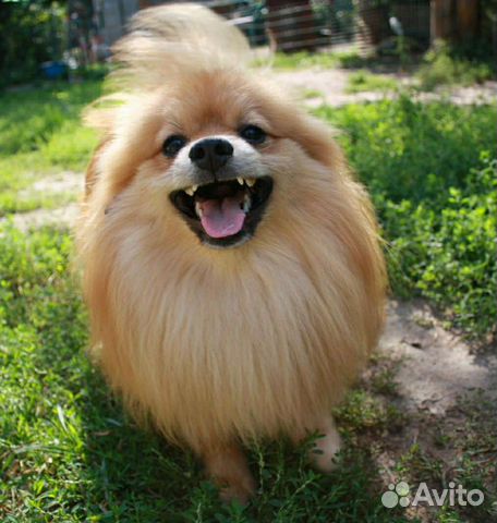 Мальчик Лис