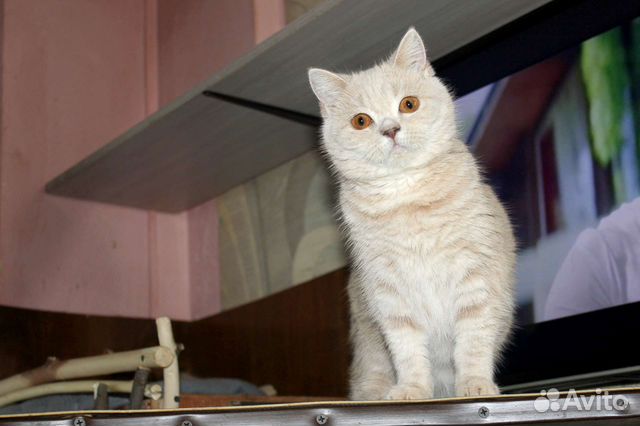 Девочка Шурочка