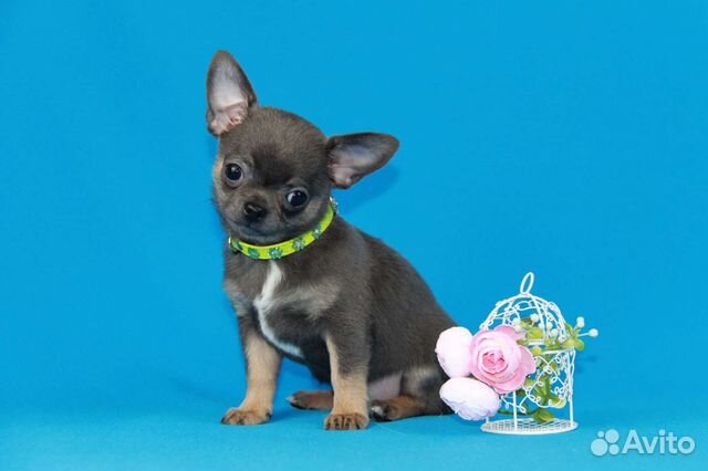 Чихуахуа прелестная девочка