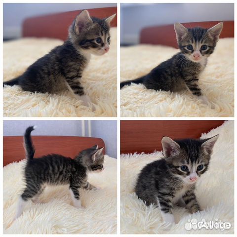 Кошка в дар