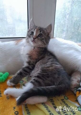 Принцесса ищет дом