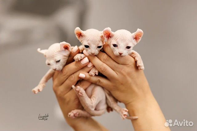 Двэльф котята