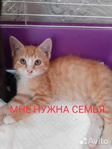 Котёнок ларчик, около 2-х мес., персик.окраса