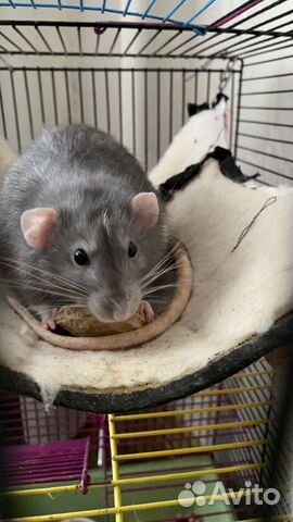 Отдам в добрые руки крысок дамбо