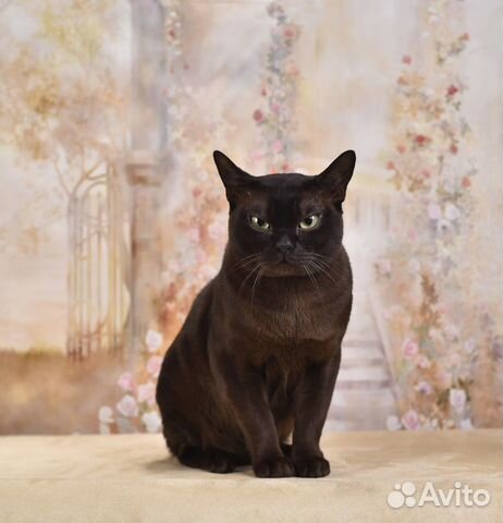 Бурманская, бурма, кот на вязку