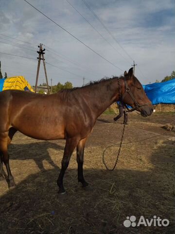 Продажа чистокровных лошадей