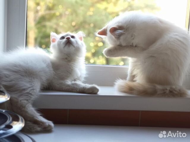 Котята, 4 мес. Мальчики