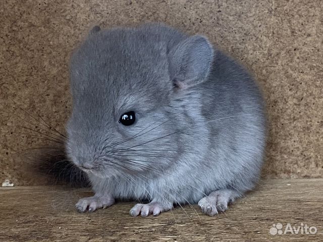 Фиолетовая шиншилла носитель аргоны