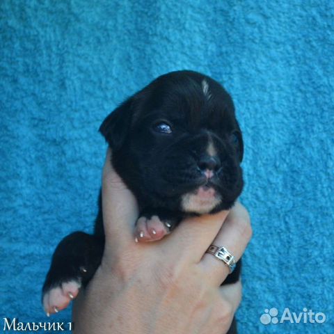 Боксо-тигрики