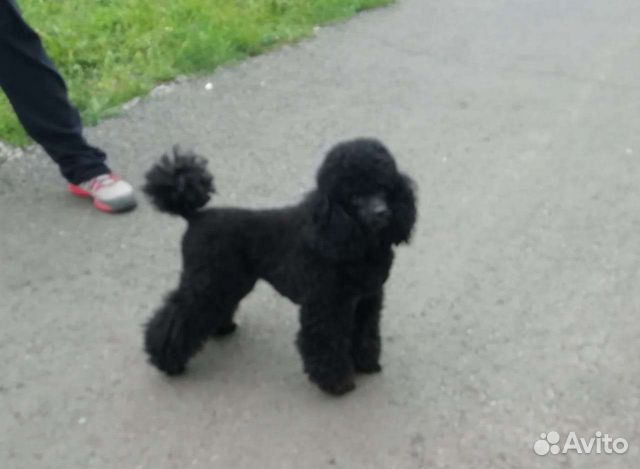 Чёрный пудель