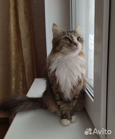 Бездомной кошечке нужны хозяева