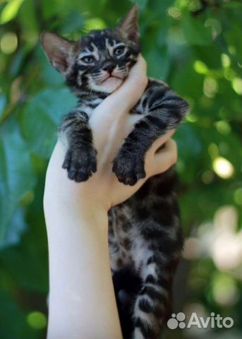 Бенгальская девочка уголь