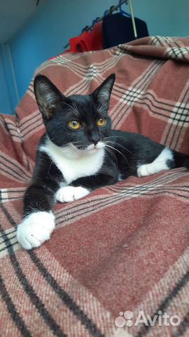 Котопес