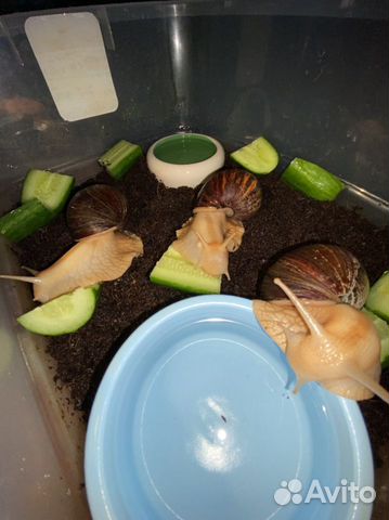 Улитки ахатины