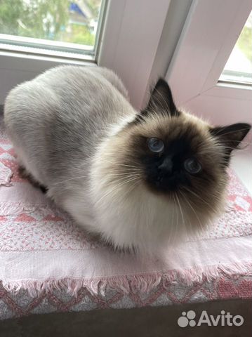 Сиамская кошечка ищет кота