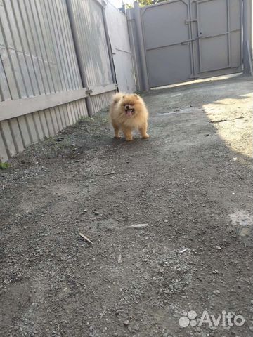 Вязка шпица. Настоящий померанец