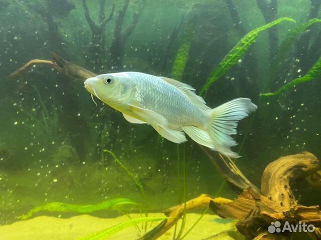 Карп Кои и сомы