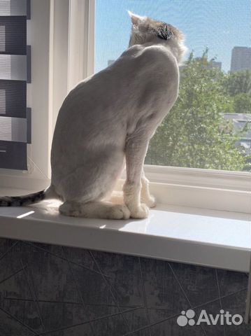Кошка кот