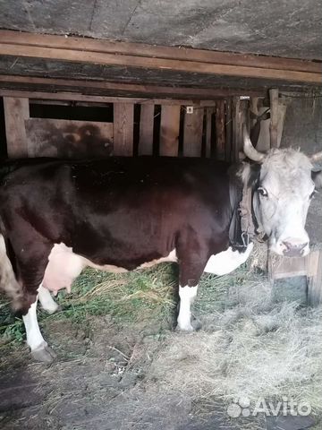 Корова высокоудойная
