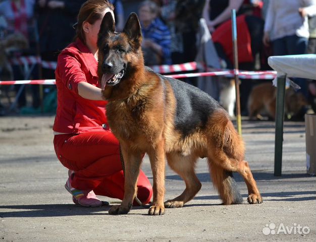 Щенки нем. овчарки от чемпионов