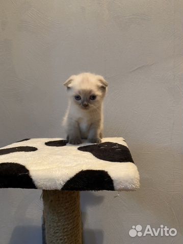 Шотландские котята