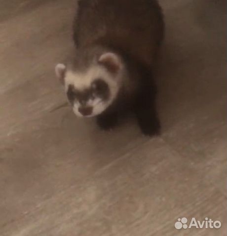 Хорек с клеткой