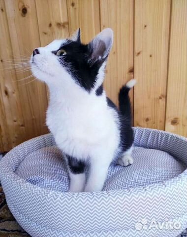 Отдам котенка в хорошие руки