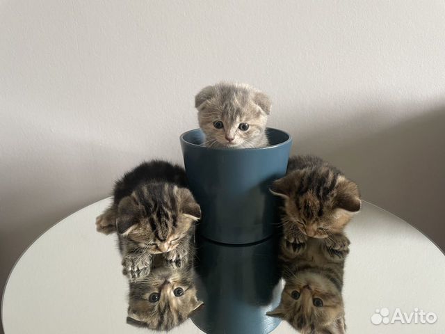 Котята скоттиш фолд (вислоухие) и страйт