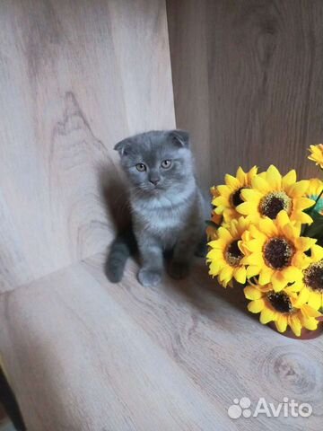 Шотландская вислоухая девочка