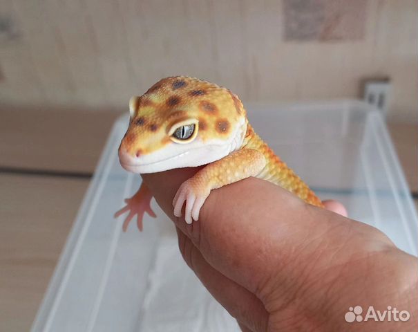 Эублефар с терариумом