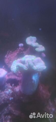 Саркофитон