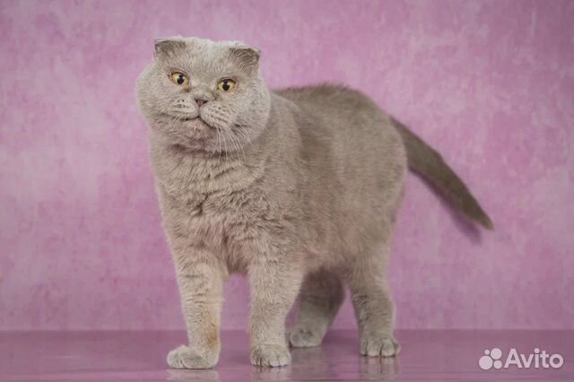 Шотландская вислоухая кошка ищет дом