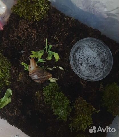 Улитка (ахатины иммакулята)